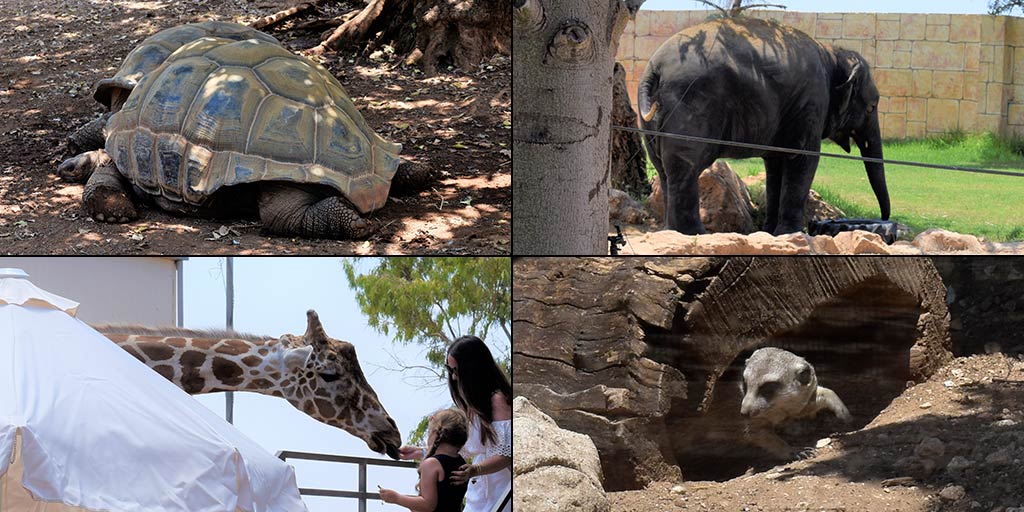 Pafos Zoo Page 5
