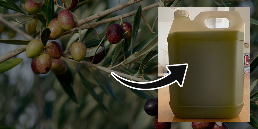 Visiting a Modern Olive Mill