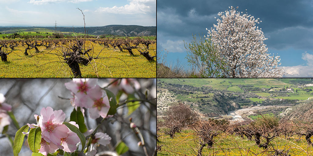Spring Blossom And Flowers