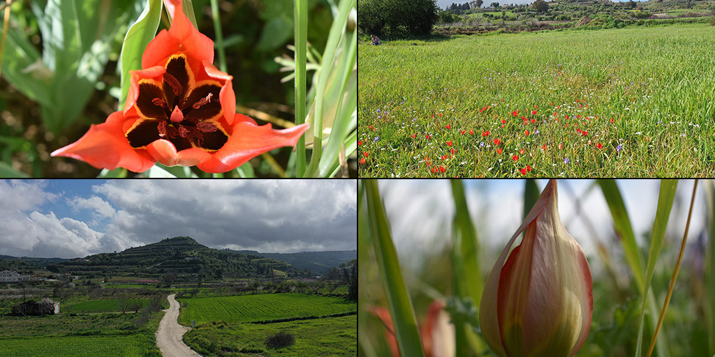 Polemi Tulips Are Here!