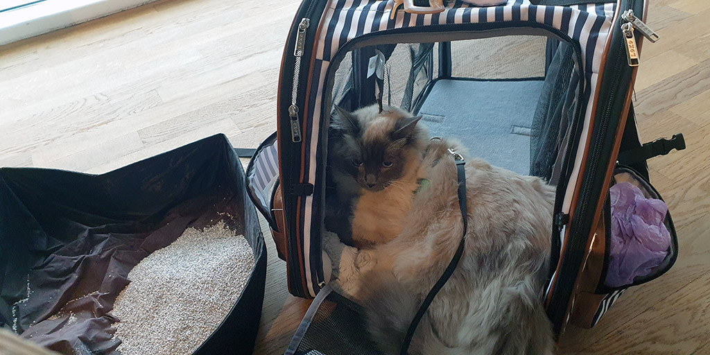 Transferring A Cat From UK to Cyprus