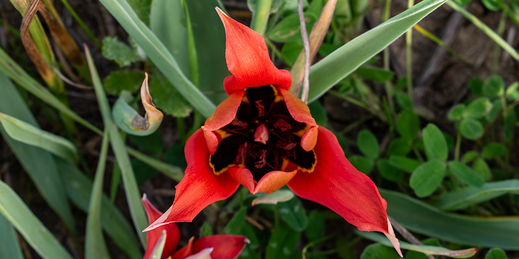 Polemi Tulip Festival Is Coming!