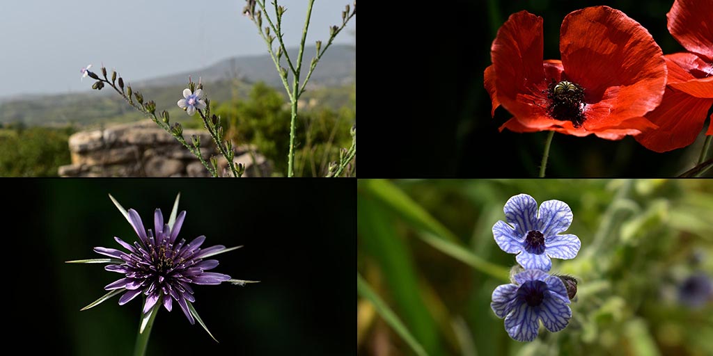 Cyprus Spring Flowers